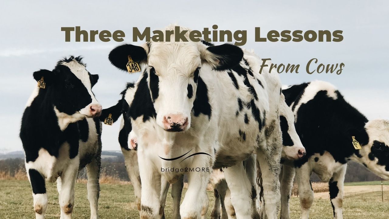 Three marketing lessons from cows - Bridge2More